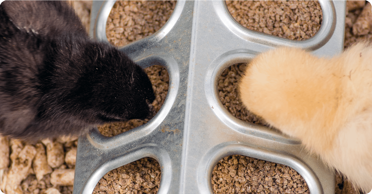 Restock Your Chicken Coop in Fall for Eggs Next Spring | IFA's Blog